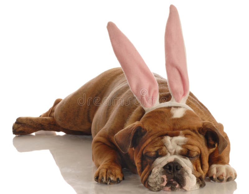 Bulldog Dressed As Easter Bunny Stock Photo - Image of domestic ...