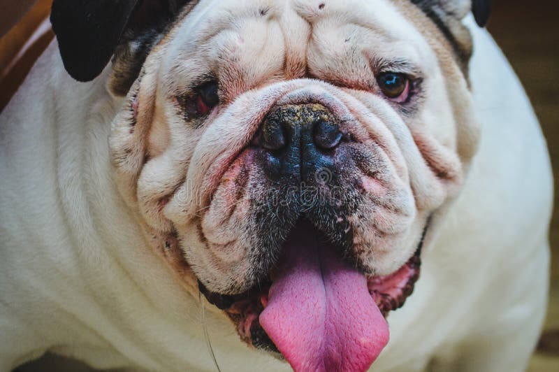 Bulldog face close up stock photo. Image of bulldog, face - 75863388