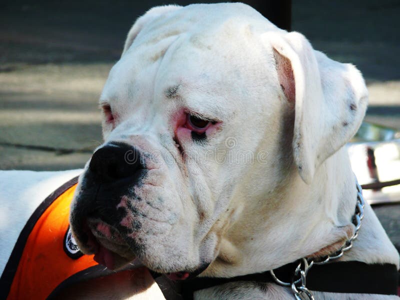 Bulldog Face Close up stock image. Image of shot, creature - 121110557