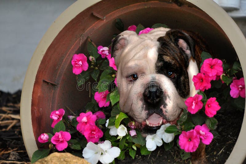 Bulldog in Flowers stock photo. Image of eyes, floweres - 43808102