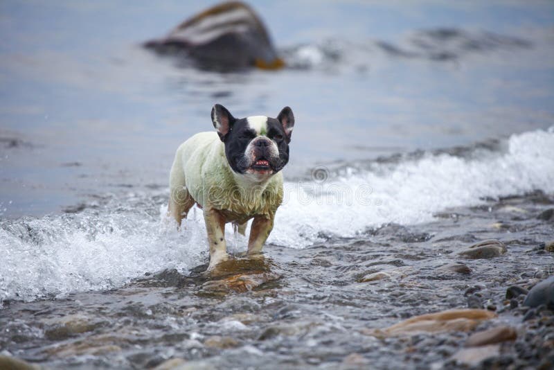 Bulldog francese sul mare fotografia stock. Immagine di taglio - 42372890
