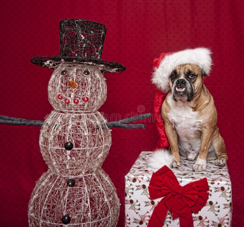 Bulldog Holiday Portrait with Snowman Stock Photo - Image of portrait ...