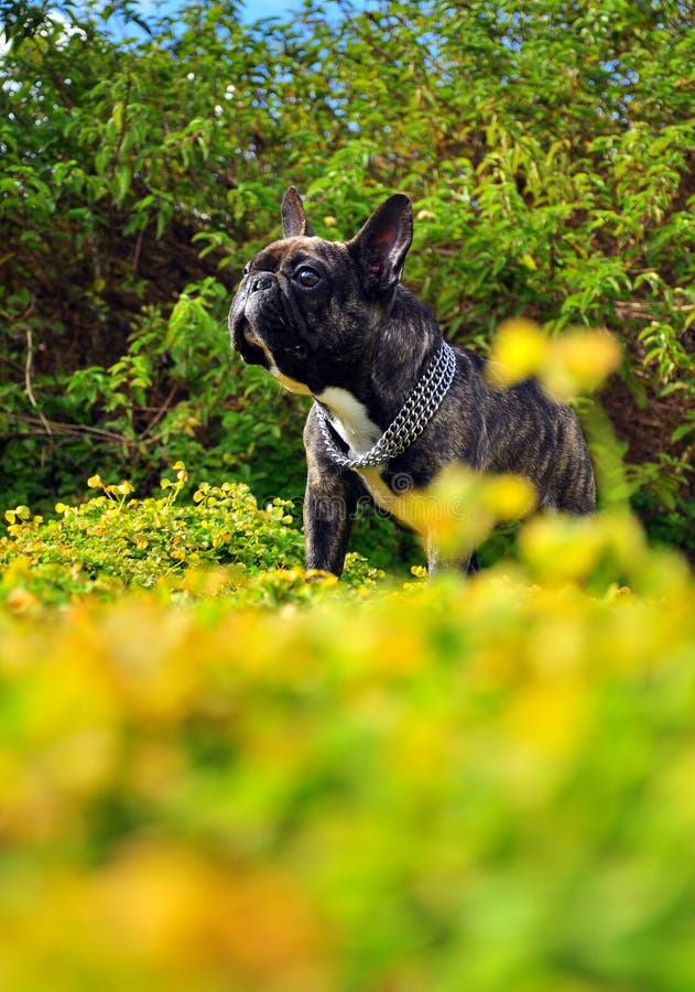 Bulldog stock photo. Image of british, adorable, meadow - 42637230