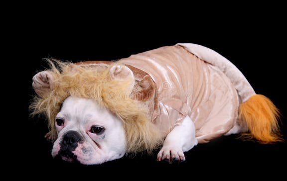 Bulldog lion stock image. Image of black, lion, headshot - 12701107