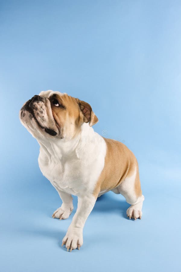 Standing English Bulldog. stock photo. Image of bulldog - 2044546
