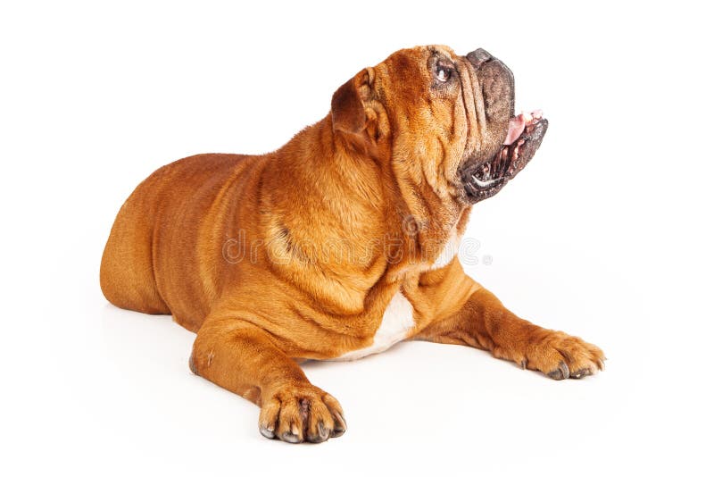 Bulldog looking up stock image. Image of short, breed - 34560569