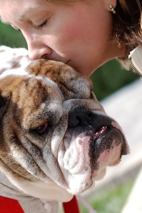 Bulldog Love stock image. Image of park, wrinkly, trust - 9528139