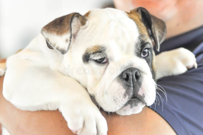 Bulldog and a man stock image. Image of carry, vacant - 91761441