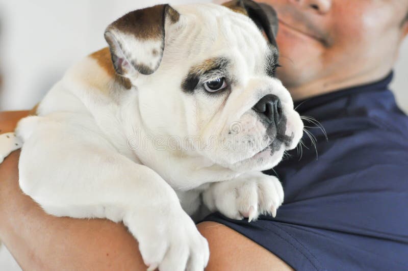 Bulldog and a man stock image. Image of friend, bulldog - 91794327