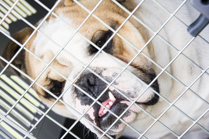 Bulldog is Patiently with Toad on His Head Stock Photo - Image of ...