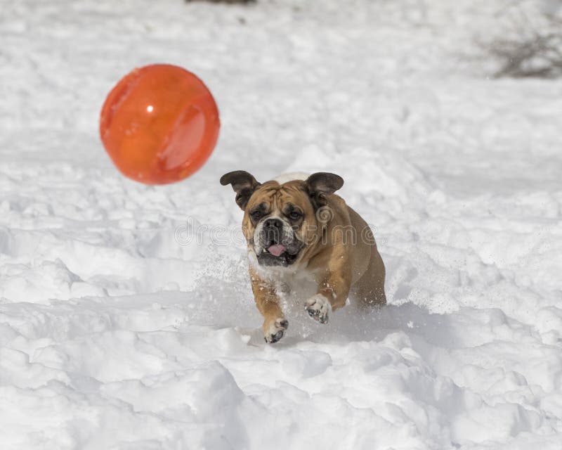 Bulldog Playing with a Ball in the Snow Stock Photo - Image of natural ...