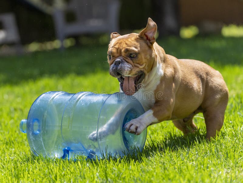 Pet Bottle Red Bull Stock Photos - Free & Royalty-Free Stock Photos ...