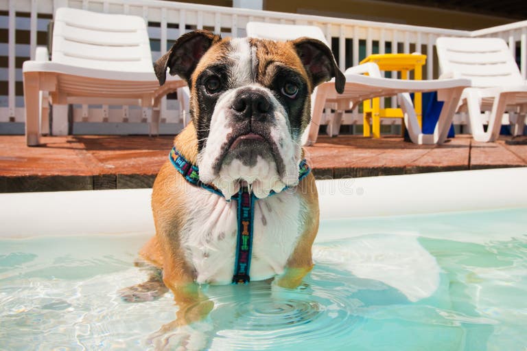 Bulldog and the Pool stock photo. Image of cool, swimming - 28134706