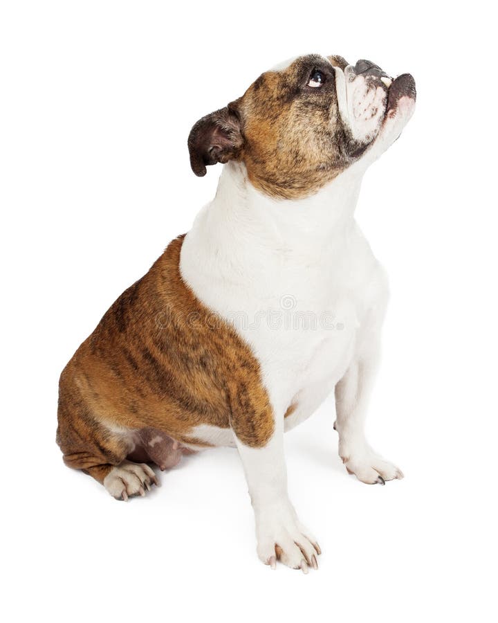 Bulldog Profile Looking Up stock image. Image of wrinkled - 38213397