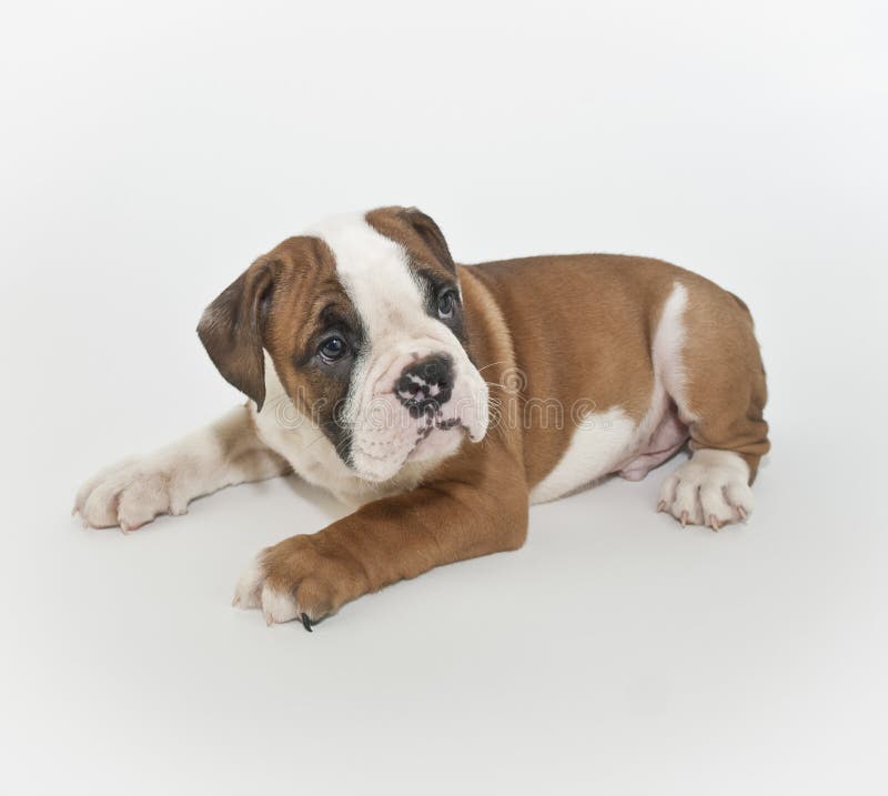 Bulldog Puppy with Angel Wings Stock Image - Image of bulldog, canine ...