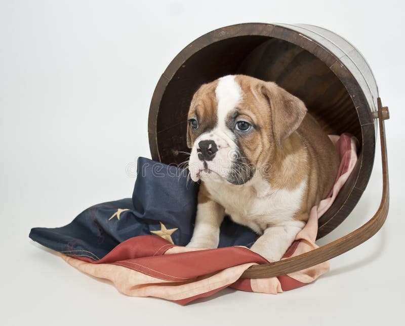 Cute puppy dog in bucket stock photo. Image of bucket - 22150830