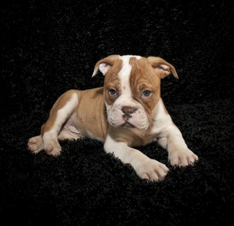 Puppy Pouting stock photo. Image of puppy, english, green - 12640214