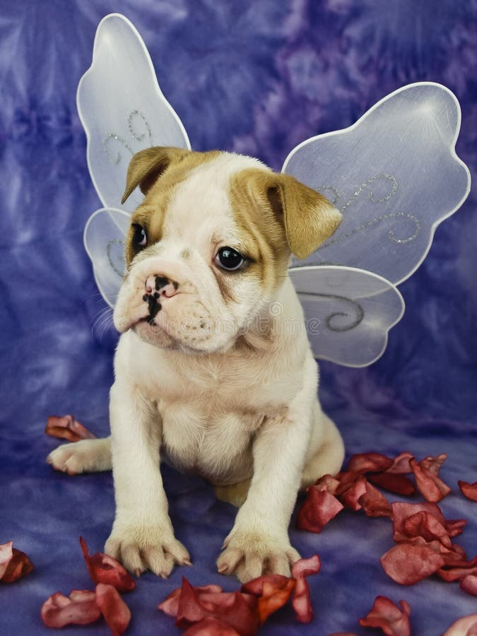 Bulldog Puppy with Angel Wings Stock Image - Image of bulldog, canine ...
