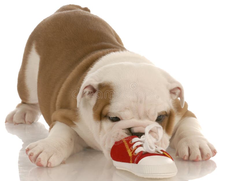 Bulldog Puppy Chewing on Shoe Stock Photo - Image of adorable, canine ...