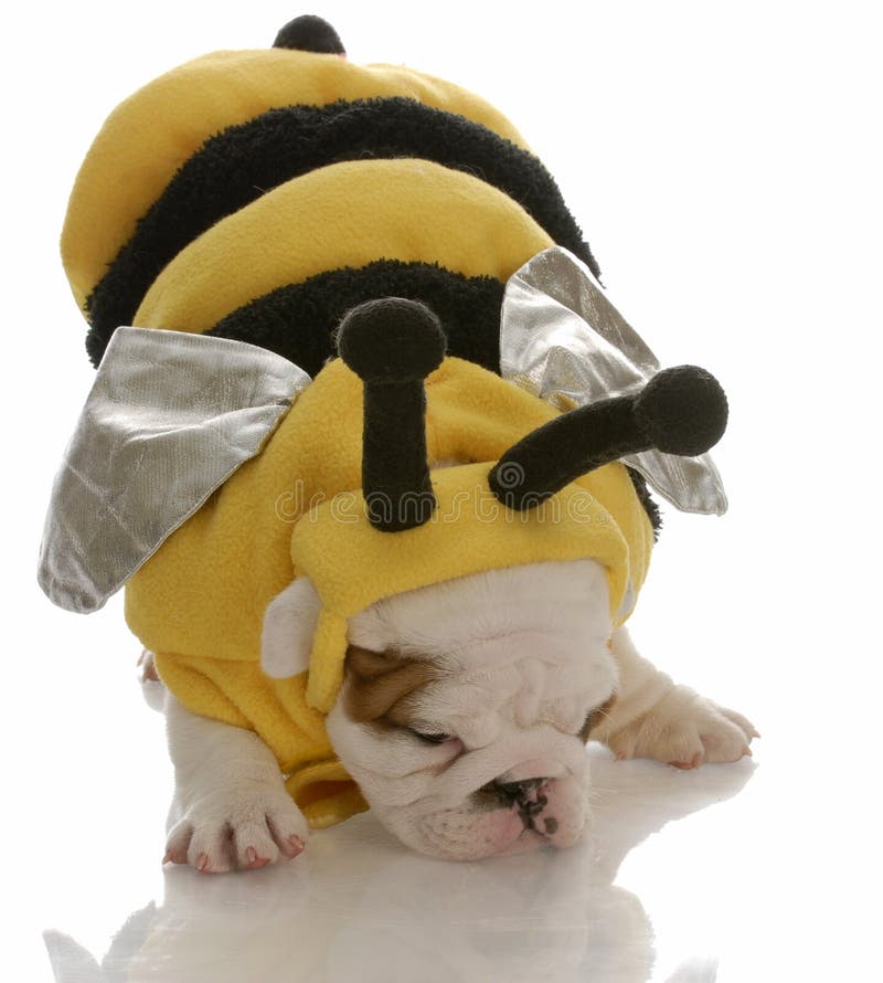 Dog dressed up as a bee stock photo. Image of halloween - 10266532