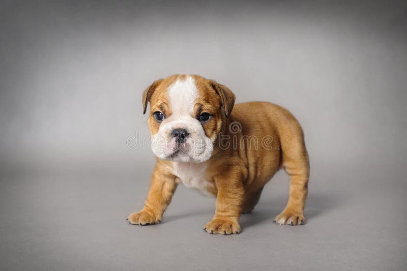 Cute stray puppy dog stock photo. Image of animal, face - 25090732
