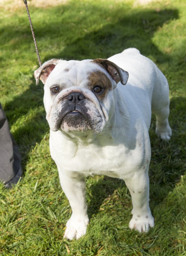 Bulldog Puppy Looking Up from the Grass Stock Photo - Image of animal ...