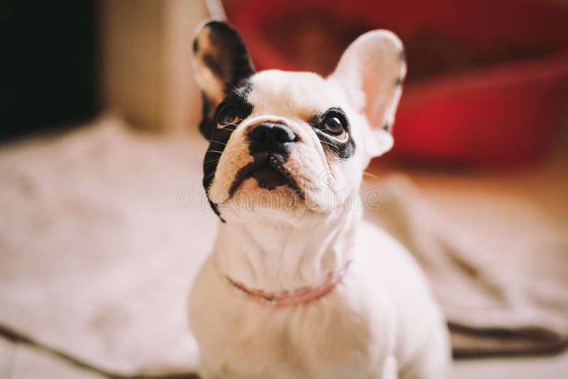 A Bulldog Puppy is Playing with His Owner Stock Image - Image of animal ...