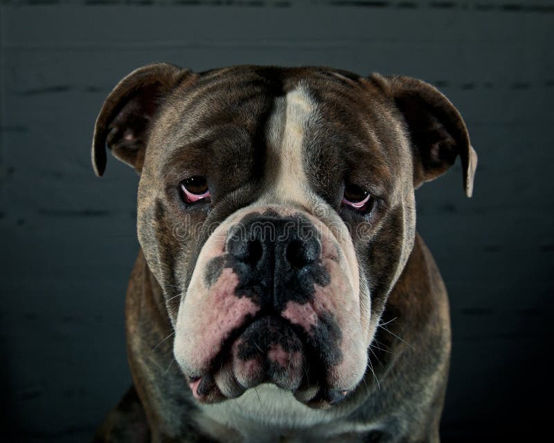 Sad Bulldog Face