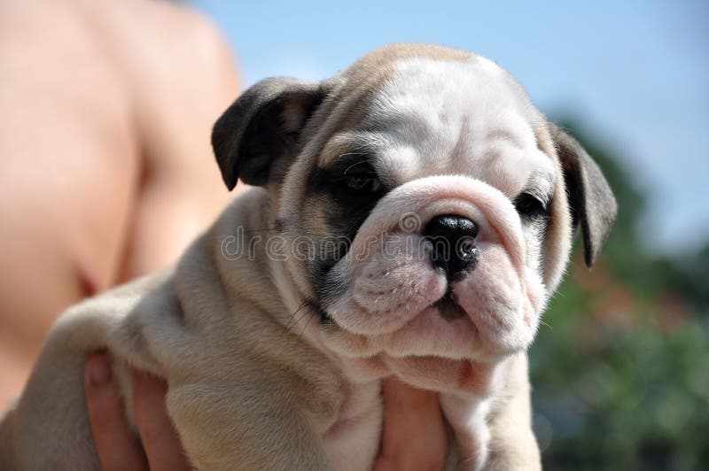 Bulldog Puppy Sit stock image. Image of fawn, puppy, serious - 15172689