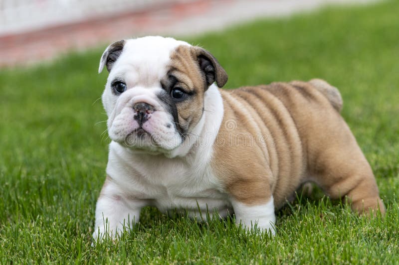 Fat Bulldog Puppy Trying To Sit Up Stock Image - Image of animal, bull ...