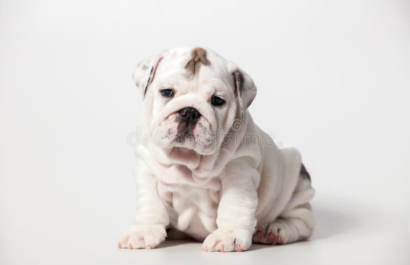 Bulldog Puppy on White Background Stock Image - Image of looking ...