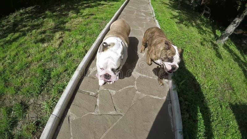 Dog Running Stock Footage & Videos - 12,259 Stock Videos