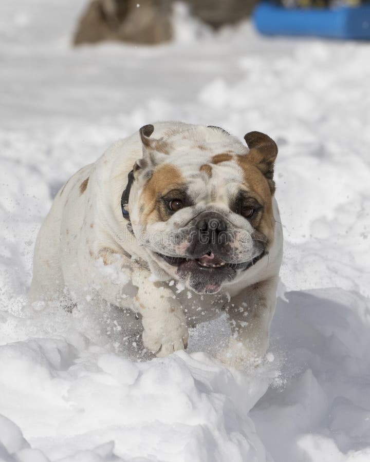 Bulldog Running Around the Pool Stock Photo - Image of clear, canine ...