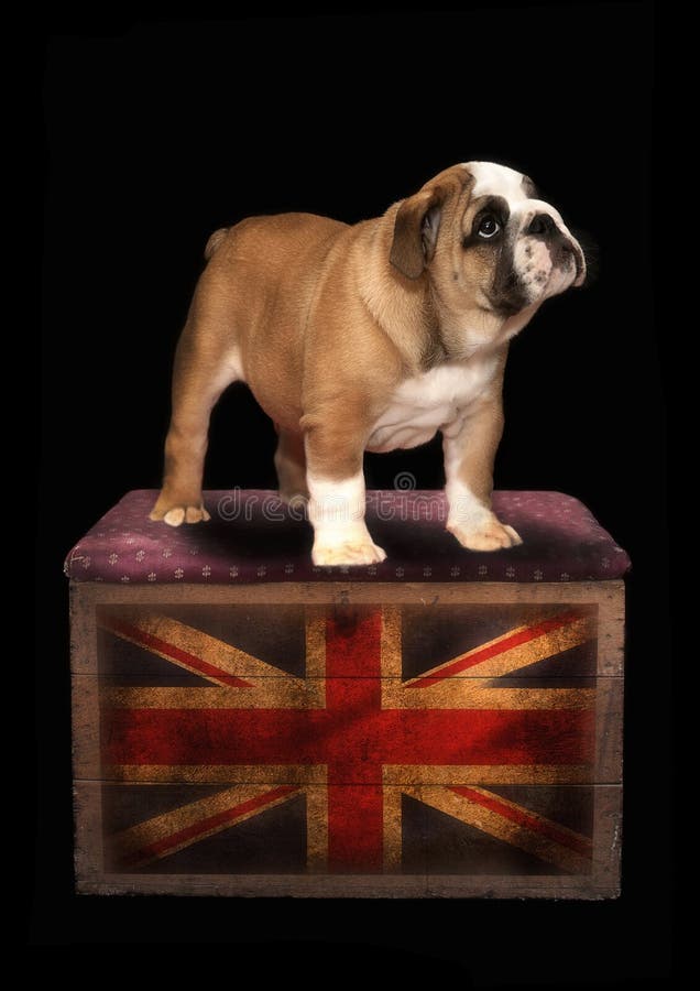 Bulldog stock image. Image of bulldog, crufts, british - 65305223