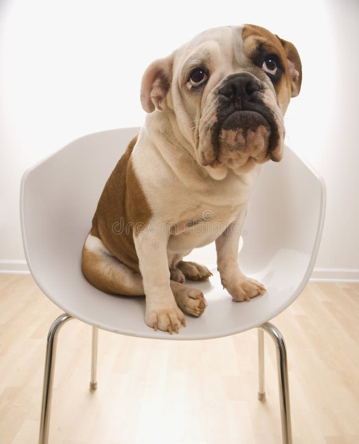 Bulldog sitting in chair. stock image. Image of modern - 2052143