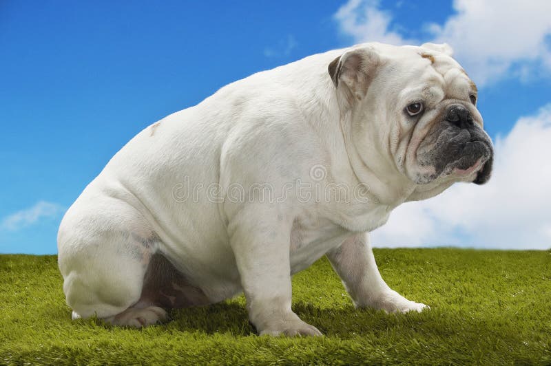 Rear View of Male Bulldog Standing on Grass Stock Image - Image of ...