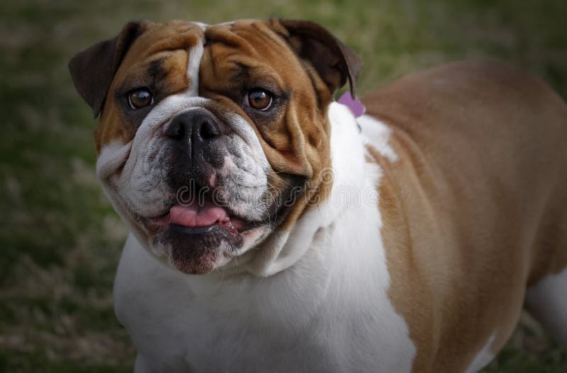 Bulldog smiling outside stock photo. Image of happy, grass - 26966238