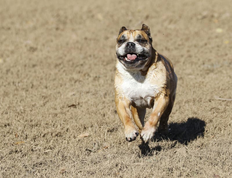 Bulldog Running Around the Pool Stock Photo - Image of clear, canine ...
