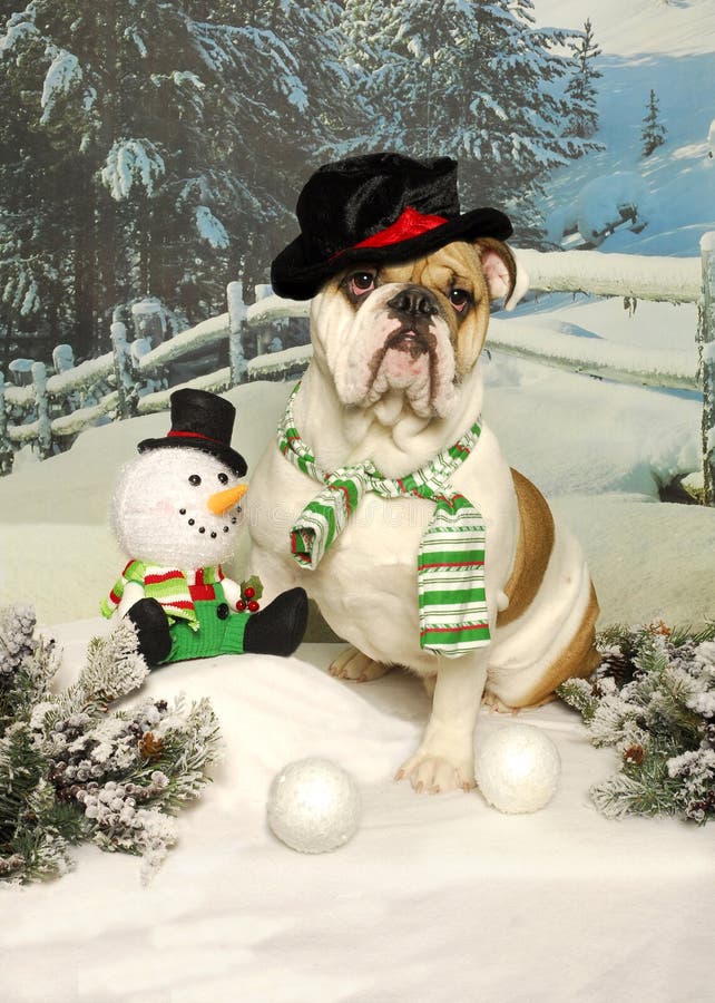 Bulldog and Snowman stock photo. Image of imitation, evergreen - 28658626