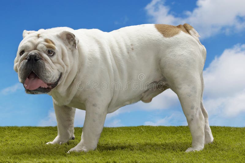 Rear View of Male Bulldog Standing on Grass Stock Image - Image of ...