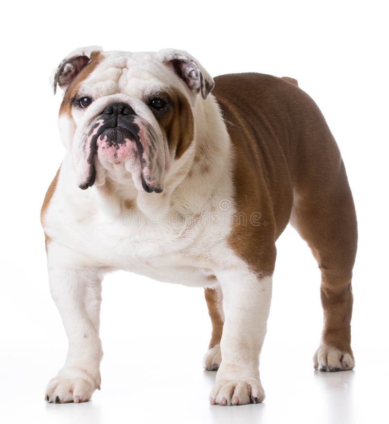 Head Shot of English Bulldog. Stock Image - Image of collar, animal ...