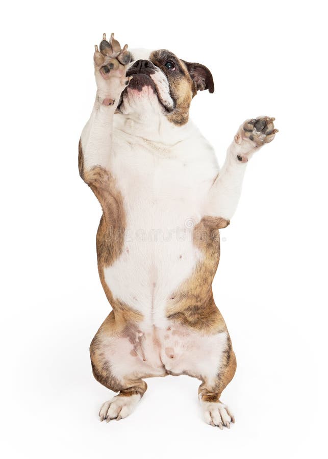 Bulldog Standing with Paws Up Stock Photo - Image of wrinkled, white ...