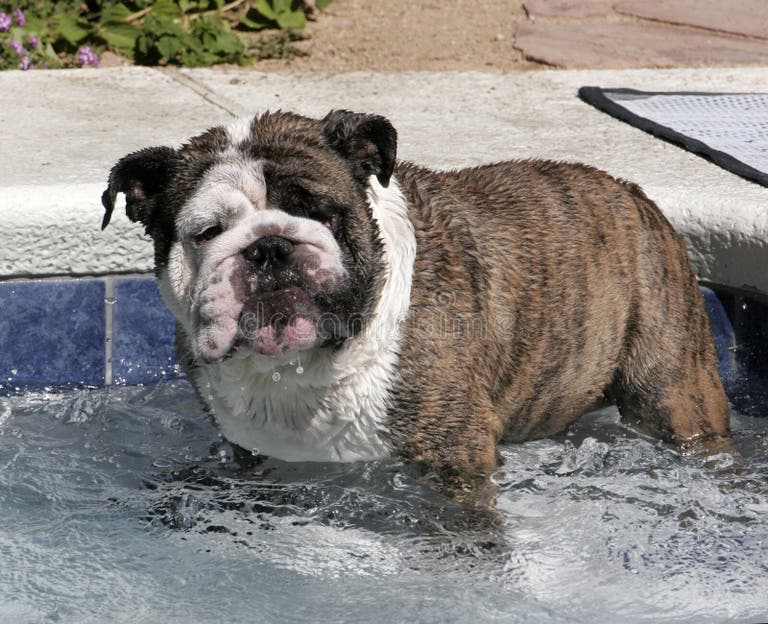 Bulldog Standing on the Steps of a Pool Stock Photo - Image of play ...