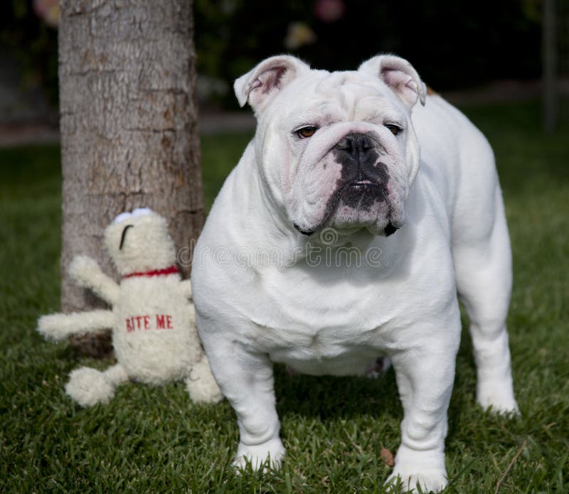 Bulldog standing by a tree stock image. Image of canine - 27050803