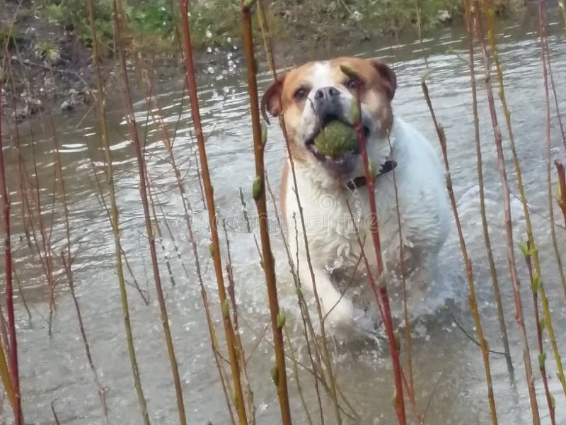 Bulldog stock photo. Image of water, bulldog, summer - 152943230