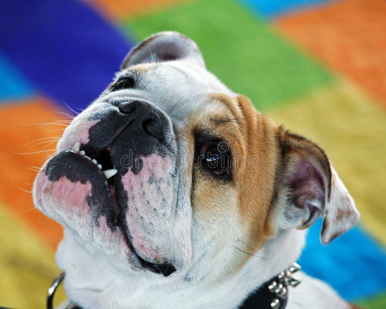 Bulldog Teeth stock image. Image of white, loyal, companion - 7382815