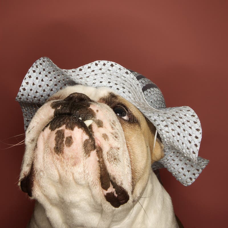 Bulldog wearing party hat. stock photo. Image of curiosity - 2044530