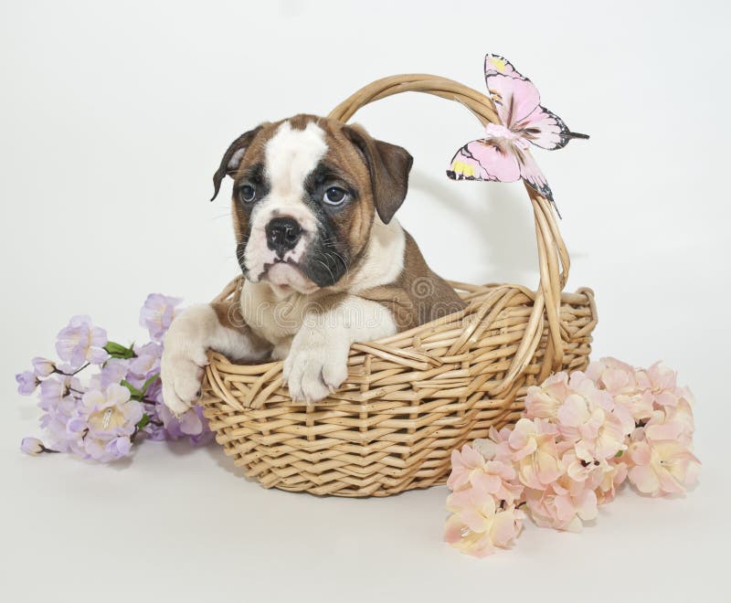 Bulldogge in Verdrehtem Mitten in Der Luft Mit Scheibe Stockfoto - Bild ...