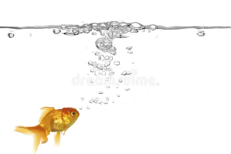 Bulles De Poissons Et D'air Photo stock - Image du bain, domestique ...