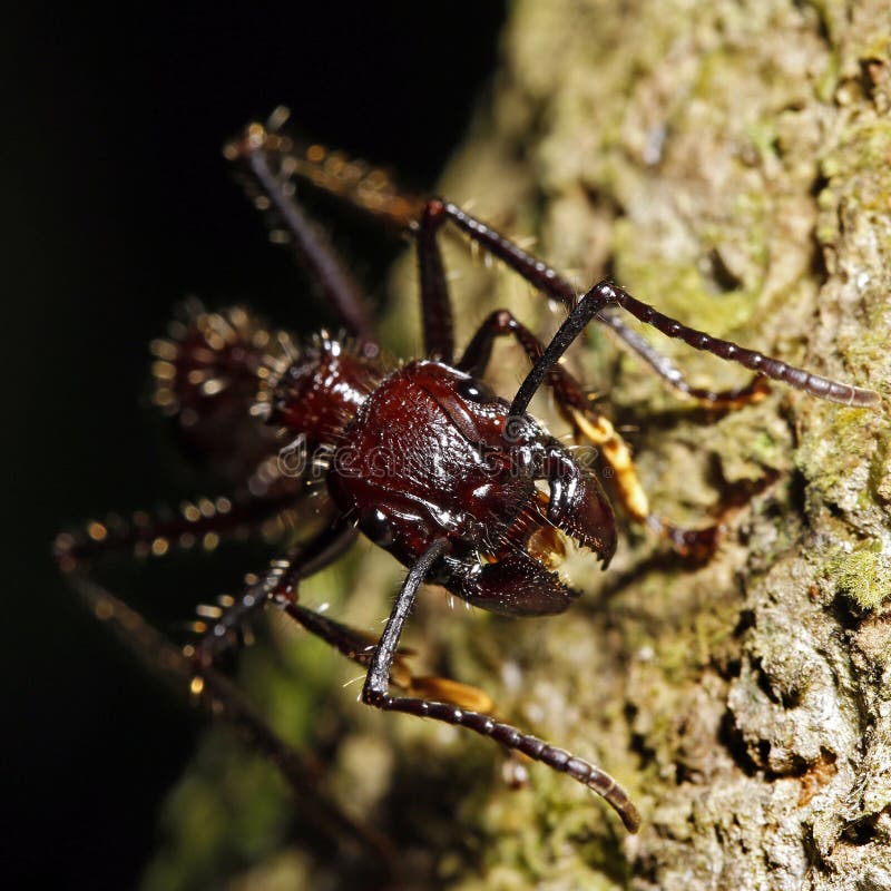 Bullet Ant stock photo. Image of close, paraponera, front - 248310588
